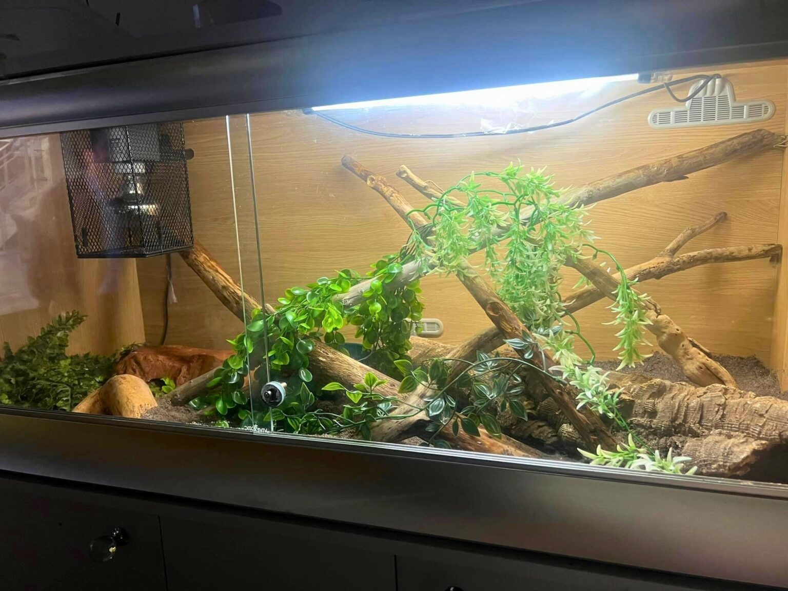 30 Striking Corn Snake Enclosure Ideas