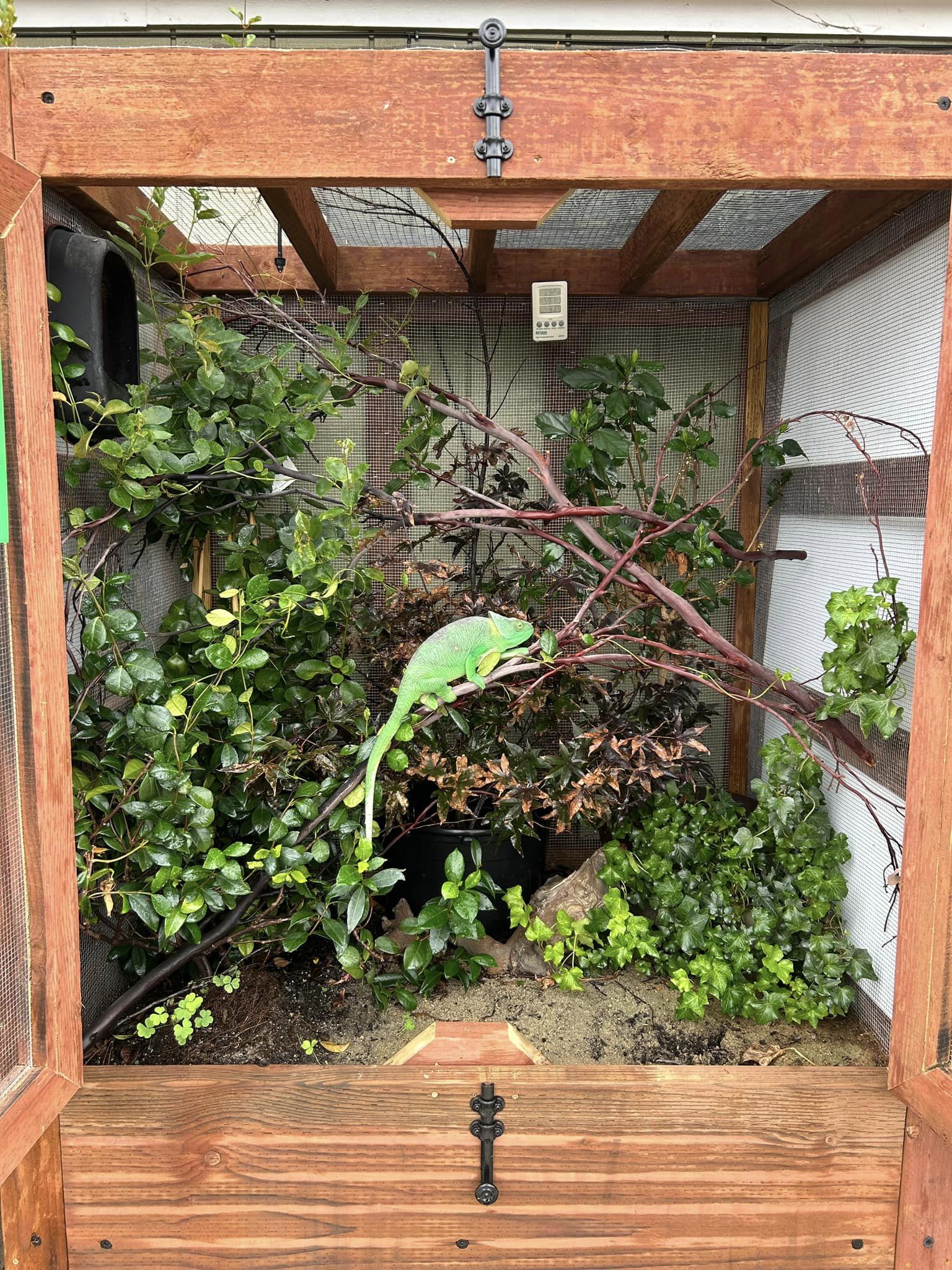 22 Creative Chameleon Cage Ideas (With Pictures)