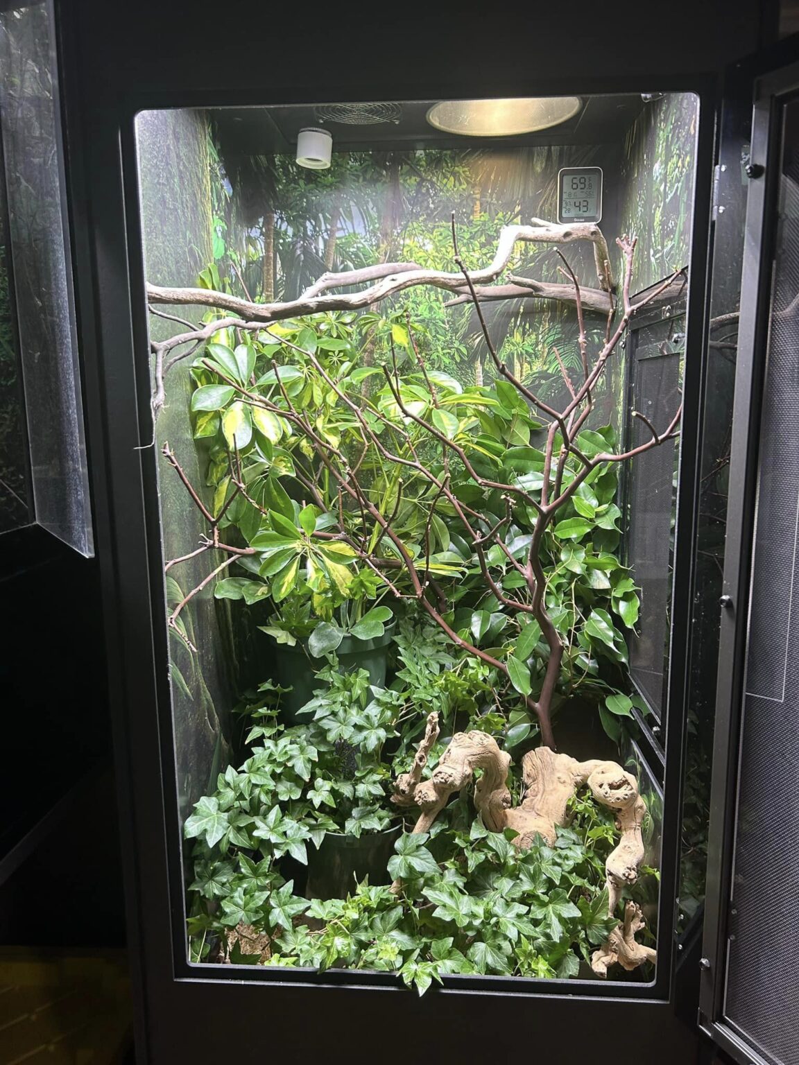 22 Creative Chameleon Cage Ideas (With Pictures)