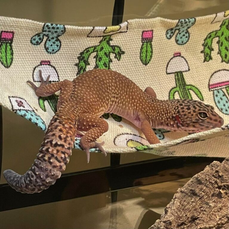 17 Best Toys For Leopard Geckos (MY GIRL LOVES #12)