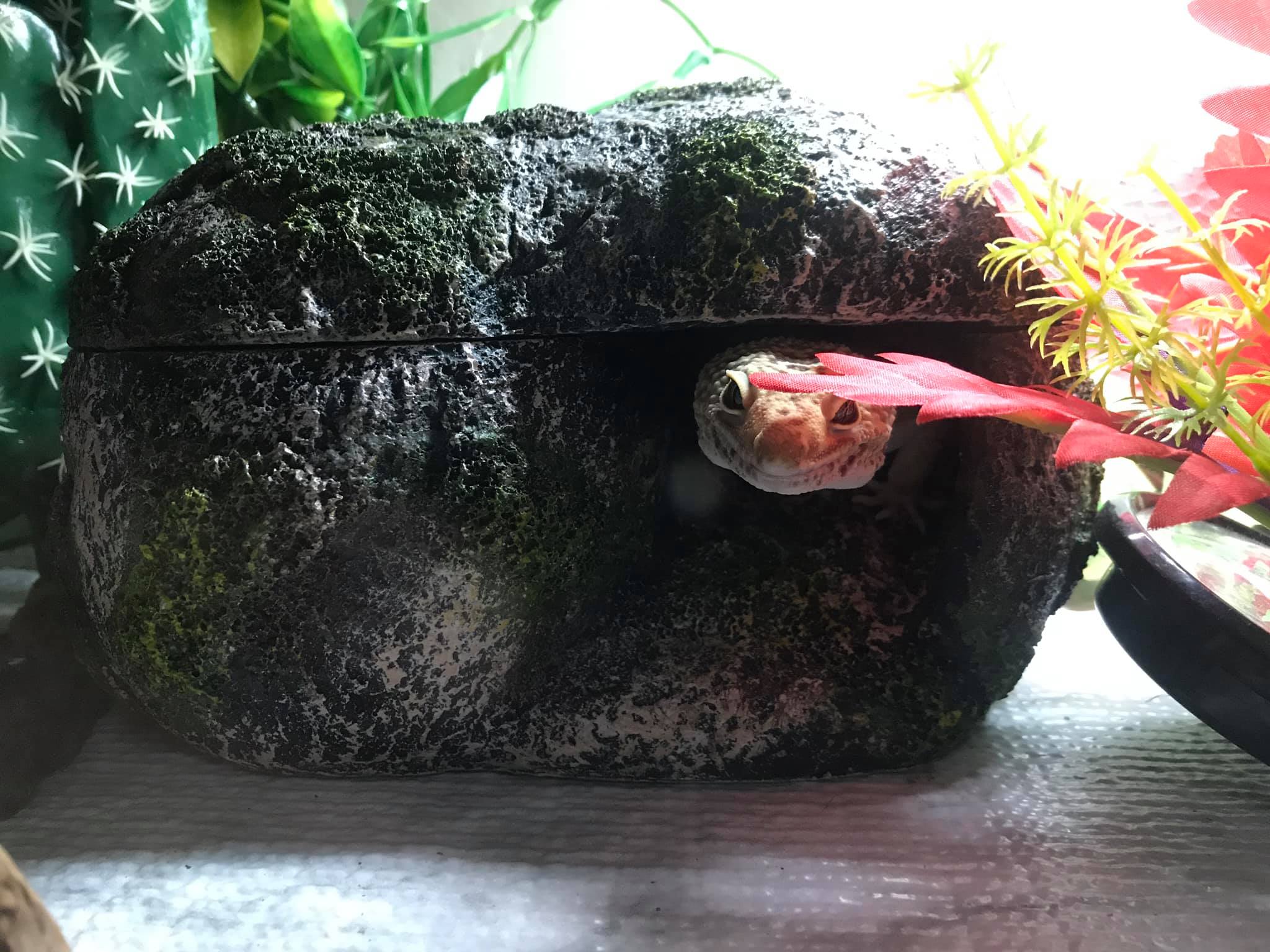 17 Enrichment Ideas For Your Leopard Gecko