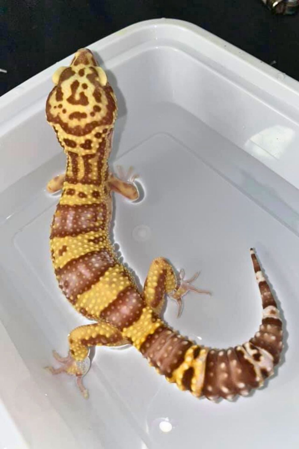 17 Enrichment Ideas For Your Leopard Gecko