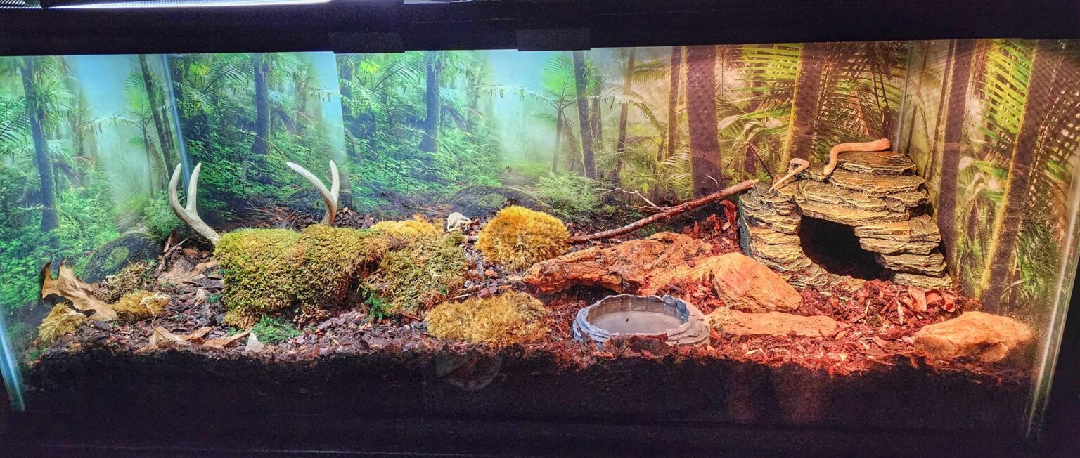 30 Striking Corn Snake Enclosure Ideas