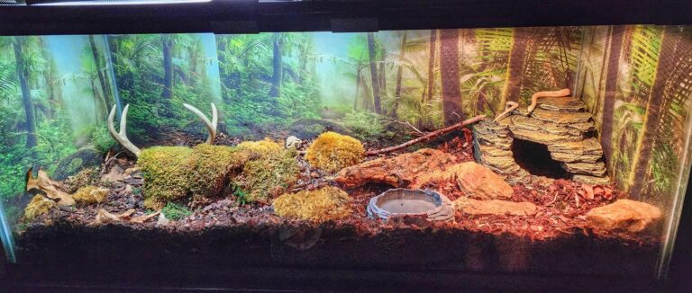 30 Striking Corn Snake Enclosure Ideas