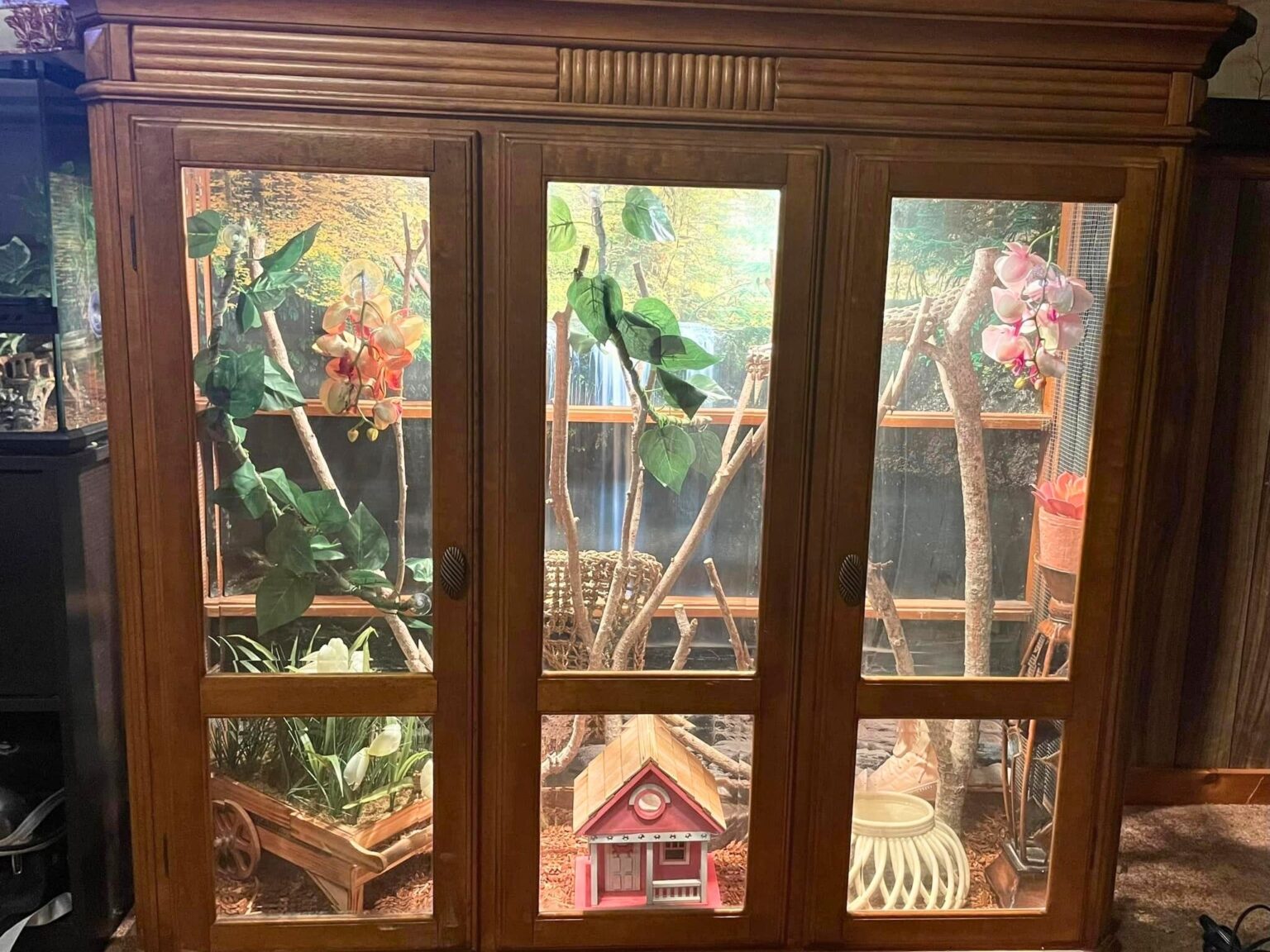 30 Striking Corn Snake Enclosure Ideas