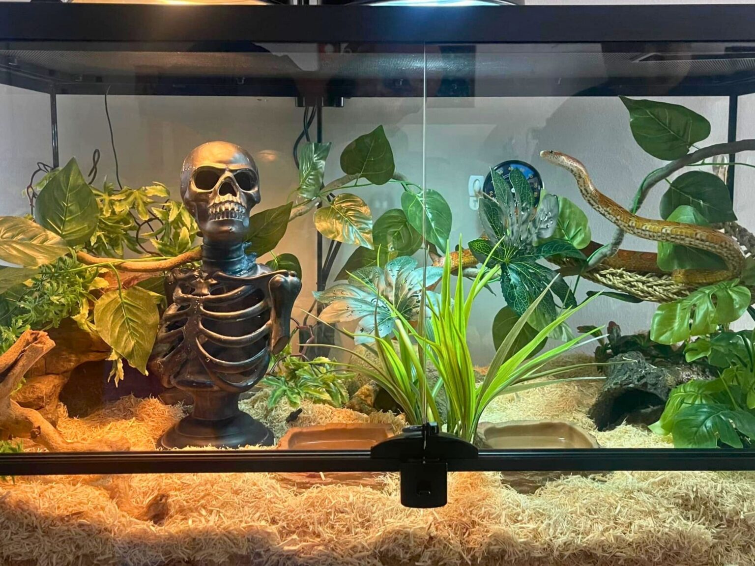30 Striking Corn Snake Enclosure Ideas