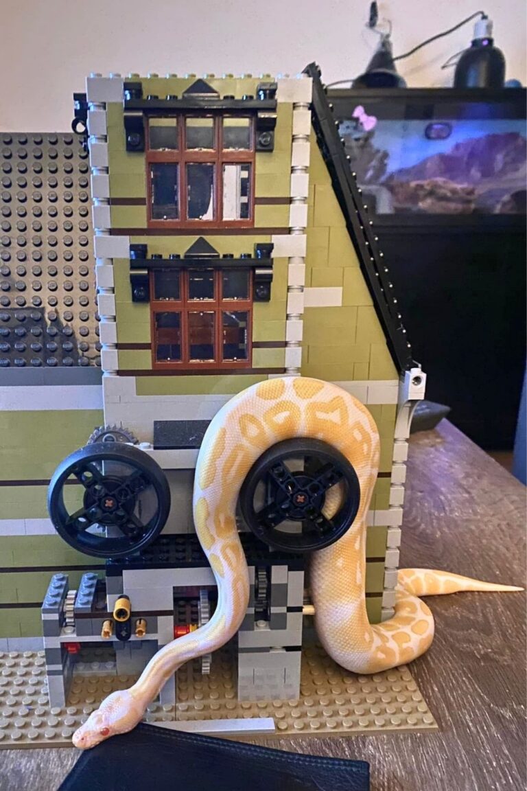 25 Snake Toys and Enrichment Ideas