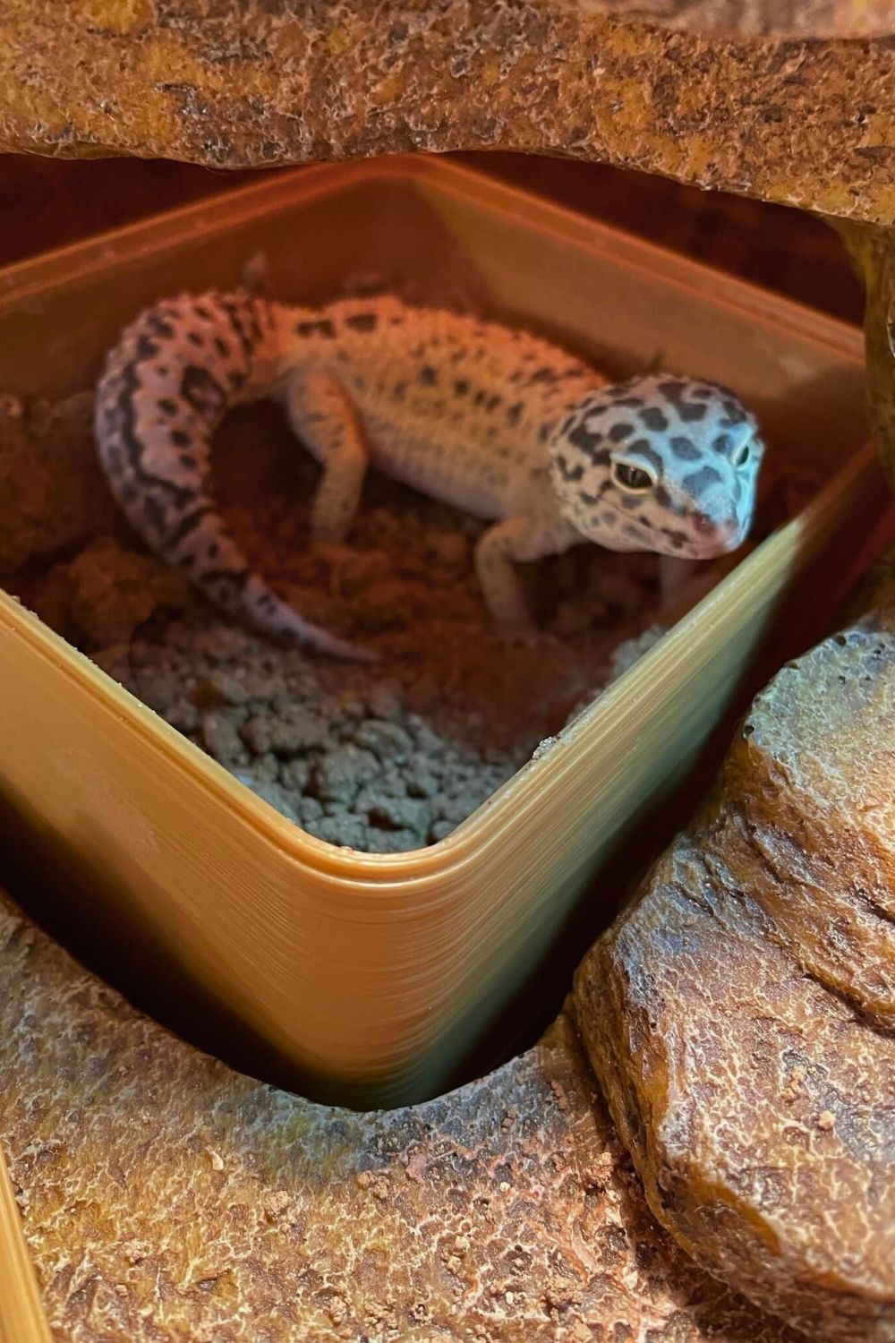 17 Best Toys For Leopard Geckos (MY GIRL LOVES #12)