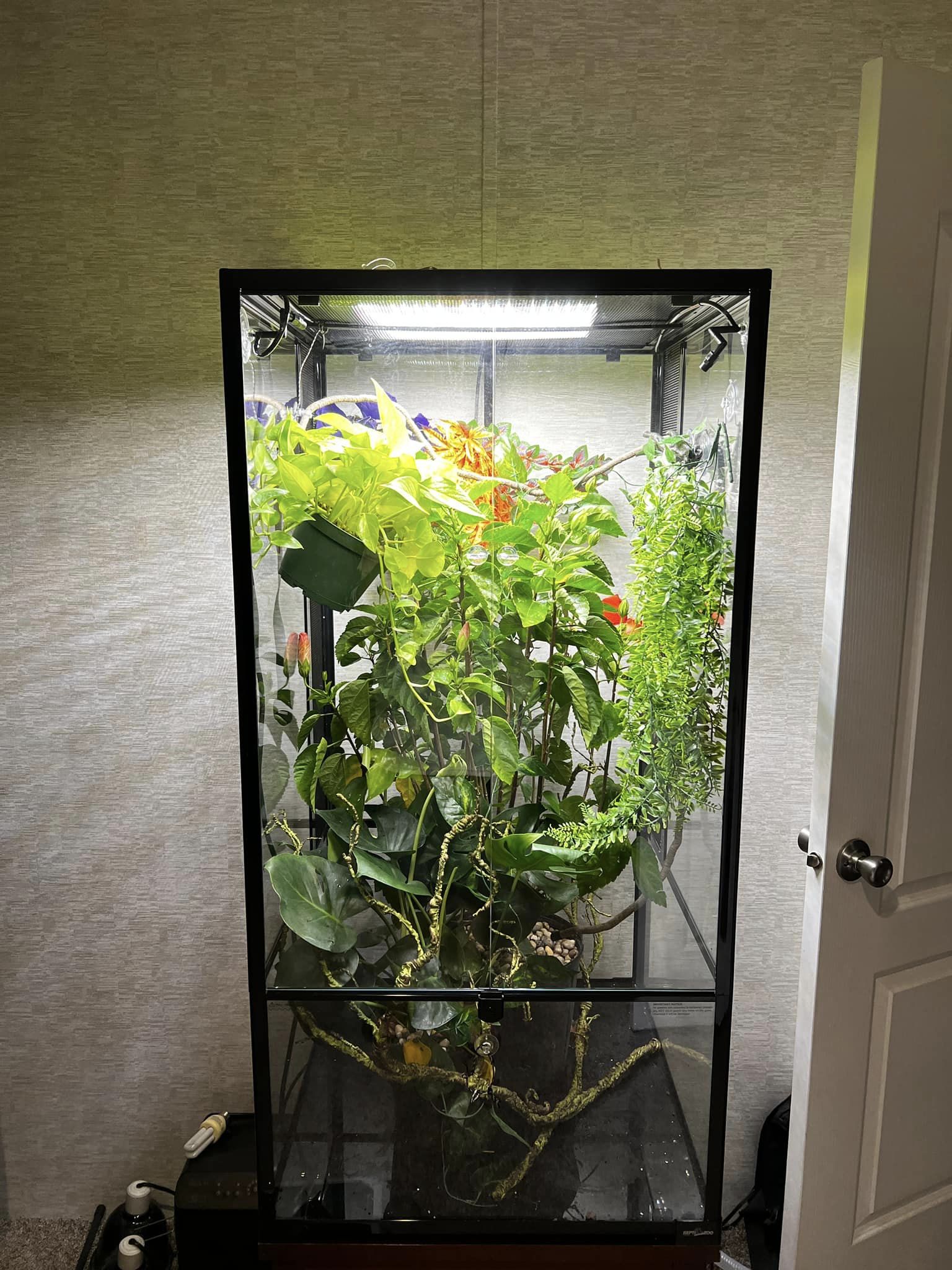 22 Creative Chameleon Cage Ideas (With Pictures)