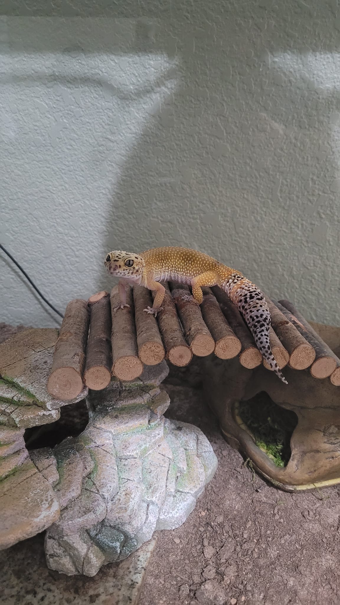 17 Best Toys For Leopard Geckos (MY GIRL LOVES #12)