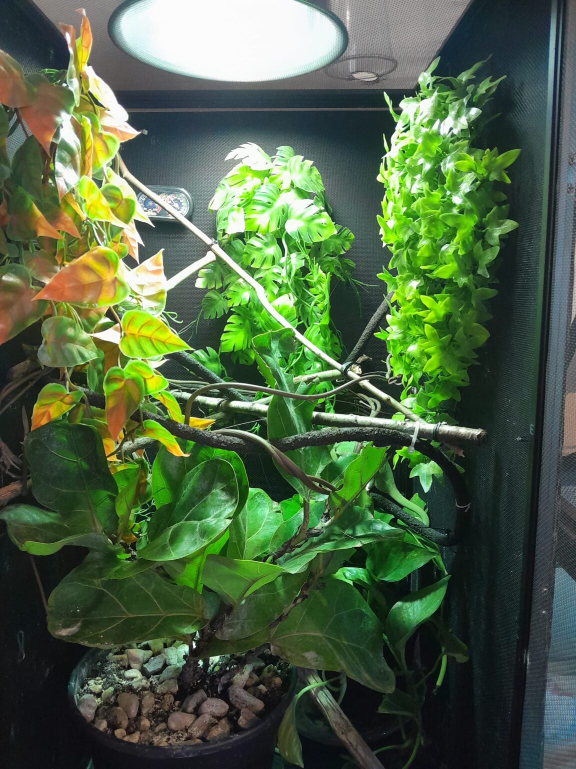 22 Creative Chameleon Cage Ideas (With Pictures)