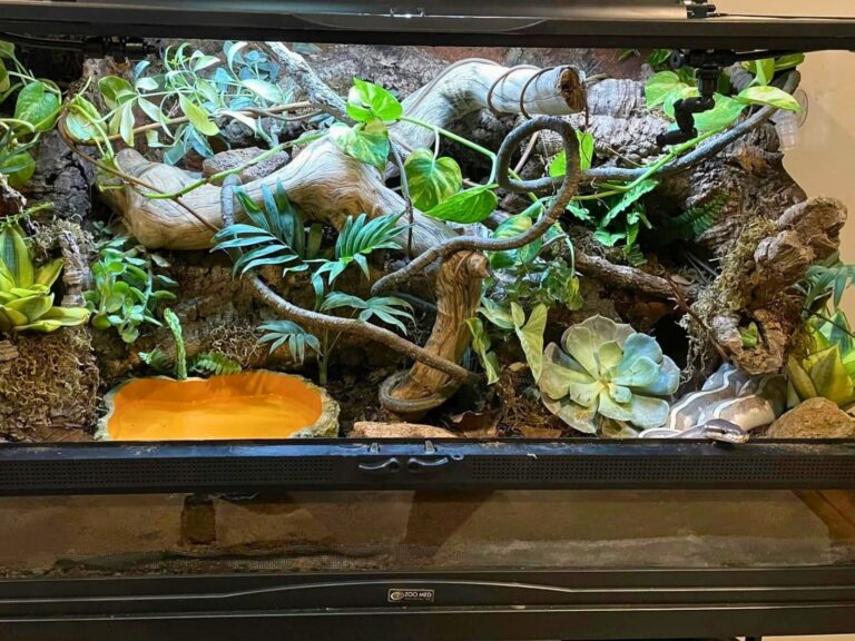 36 Ball Python Enclosure Ideas for Any Budget