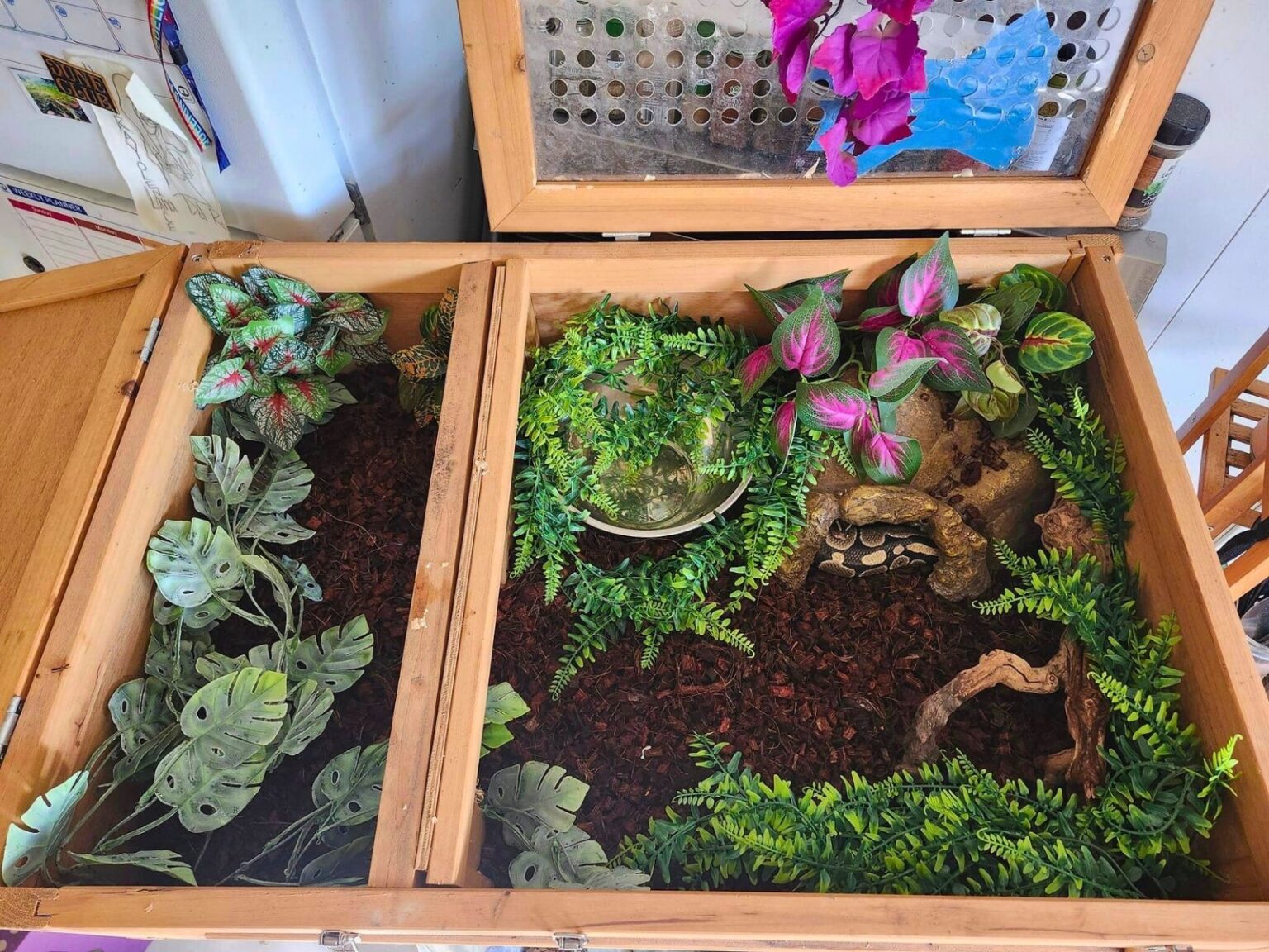 36 Ball Python Enclosure Ideas for Any Budget