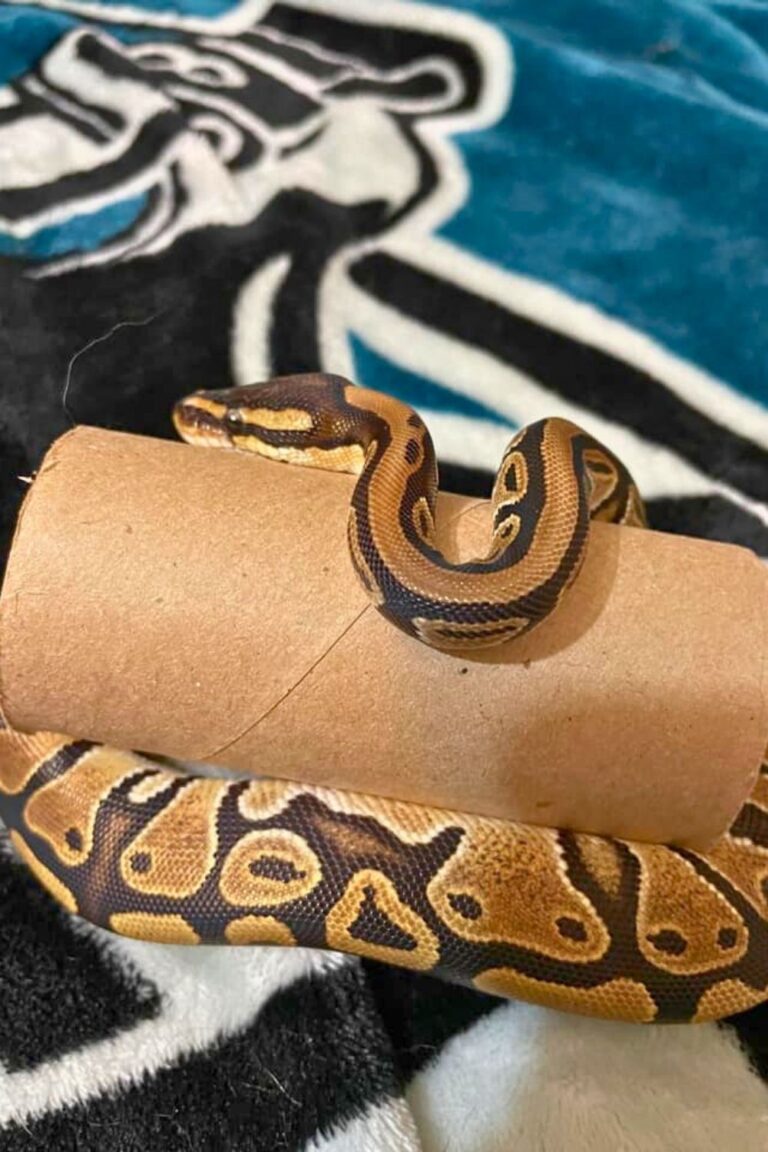 25 Snake Toys and Enrichment Ideas