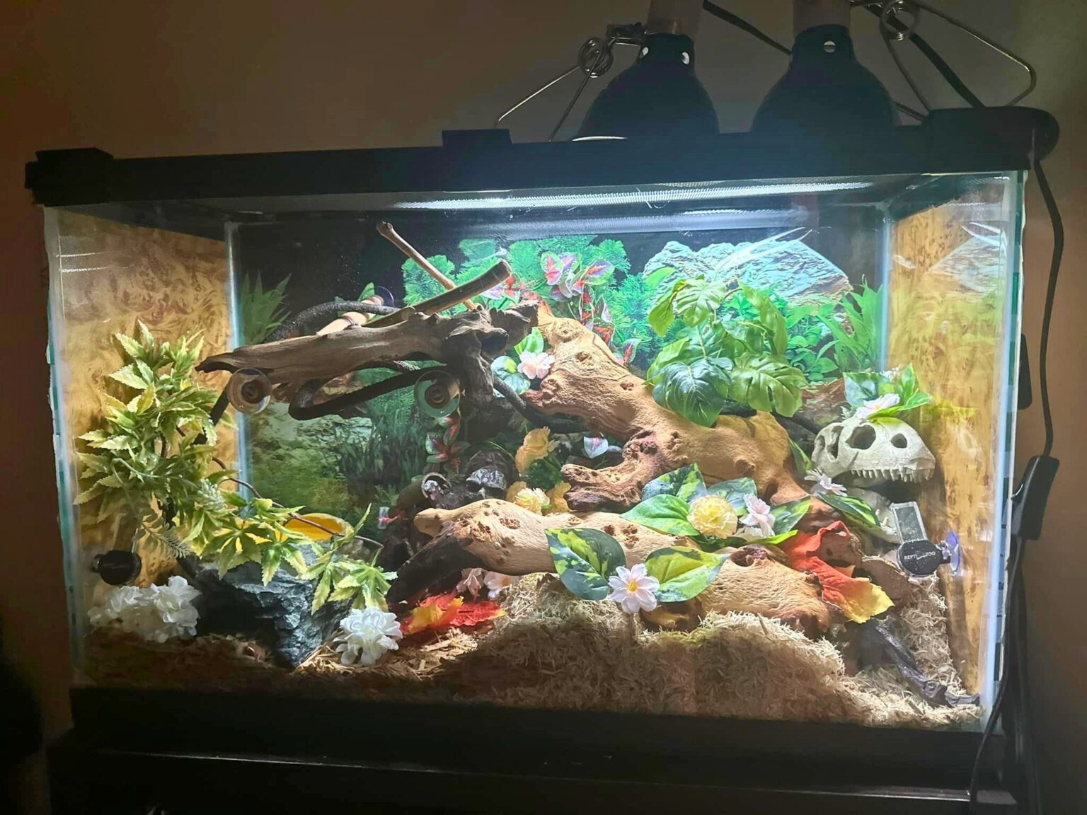 30 Striking Corn Snake Enclosure Ideas