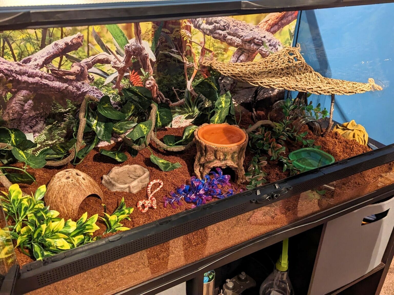 30 Striking Corn Snake Enclosure Ideas