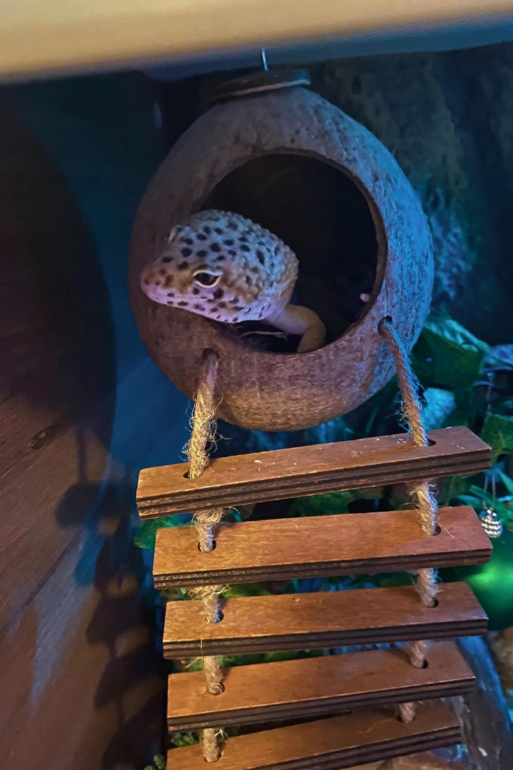 17 Best Toys For Leopard Geckos (MY GIRL LOVES #12)