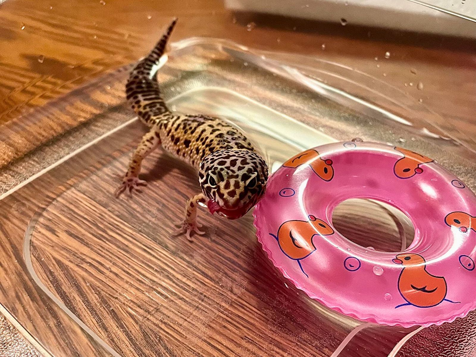17 Best Toys For Leopard Geckos (MY GIRL LOVES #12)
