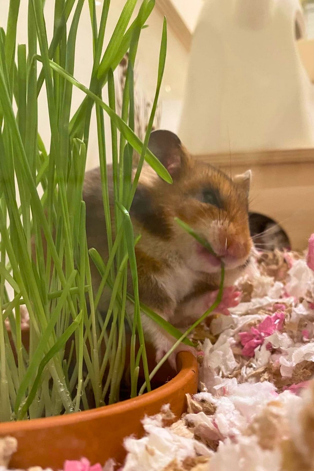 23 Fun Hamster Enrichment Ideas - ThePetEnthusiast