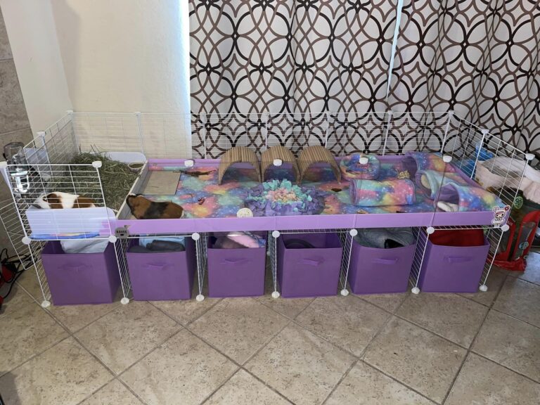 21 Creative Guinea Pig Cage Ideas - ThePetEnthusiast