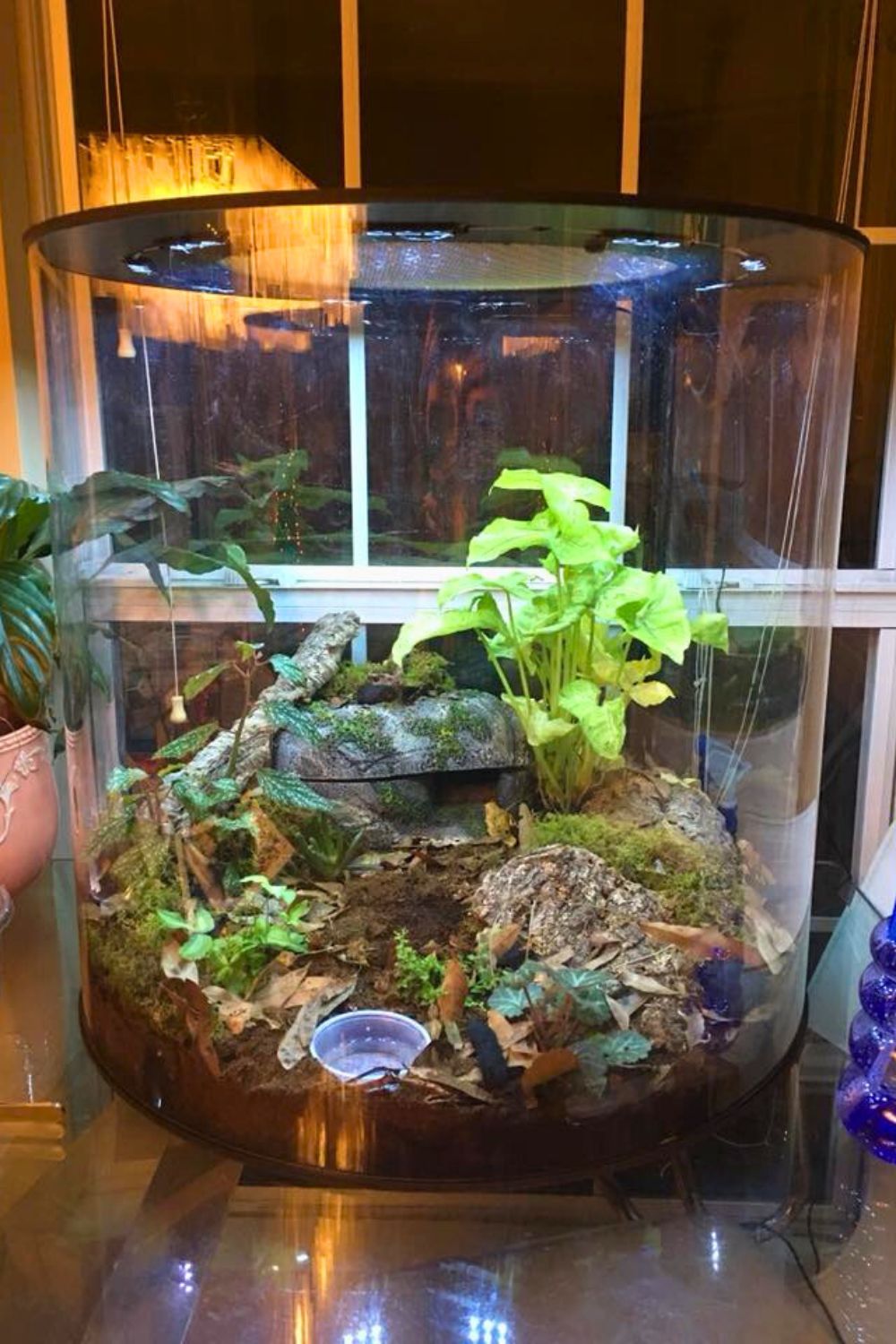 15 Terrestrial Tarantula Enclosure Ideas