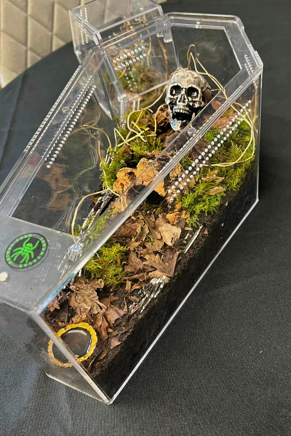 15 Terrestrial Tarantula Enclosure Ideas