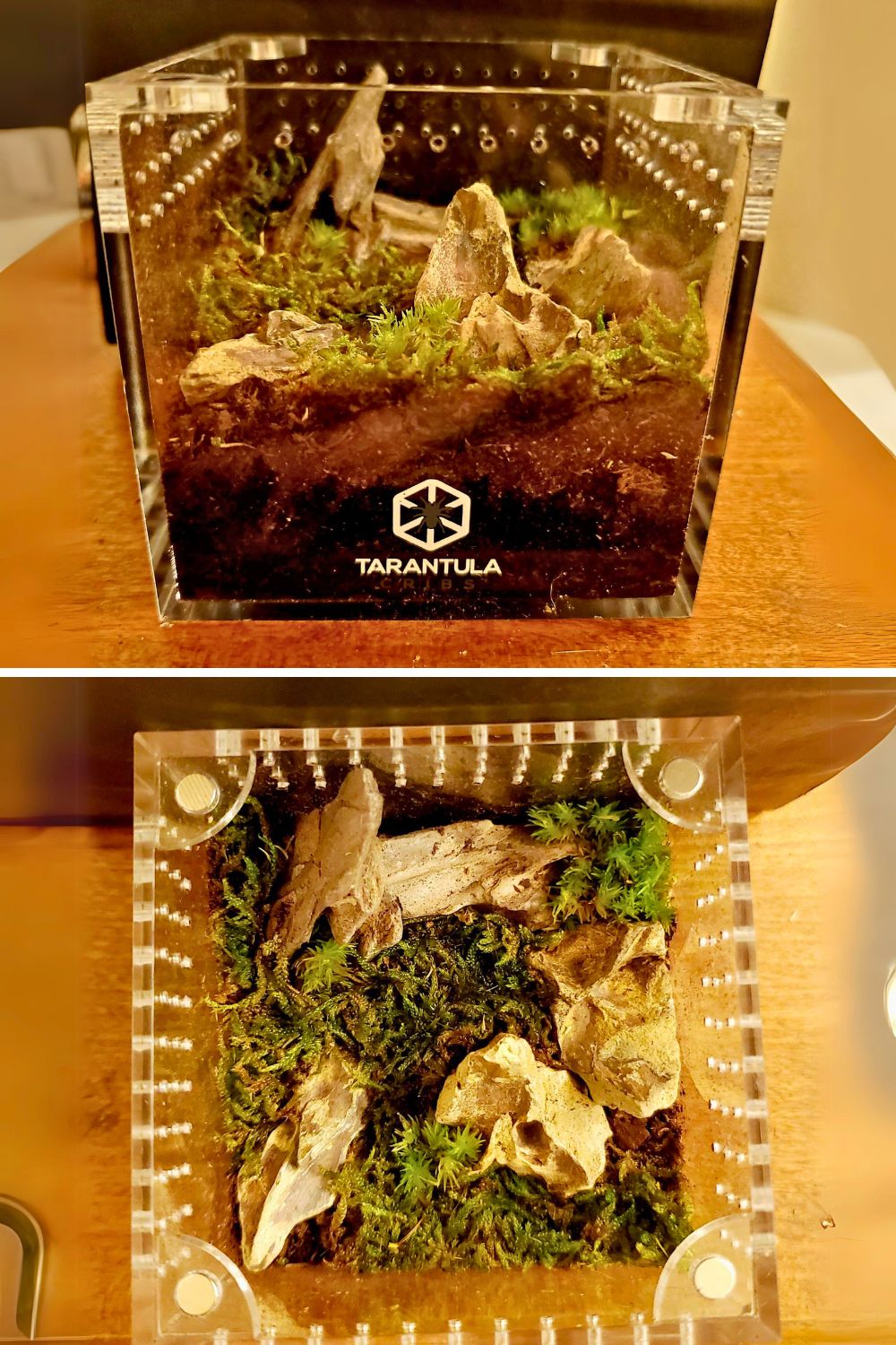 15 Terrestrial Tarantula Enclosure Ideas