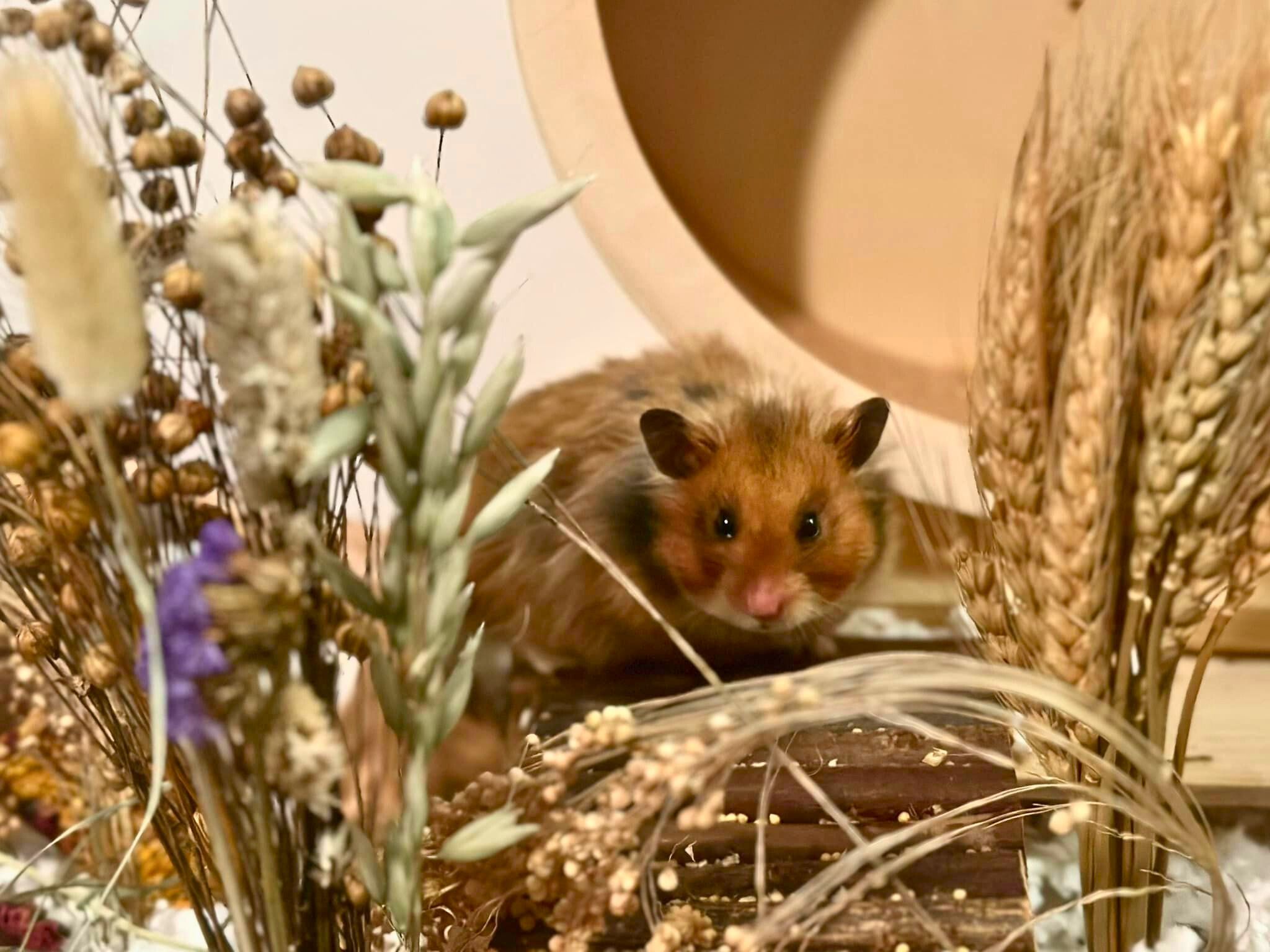 23 Fun Hamster Enrichment Ideas - ThePetEnthusiast