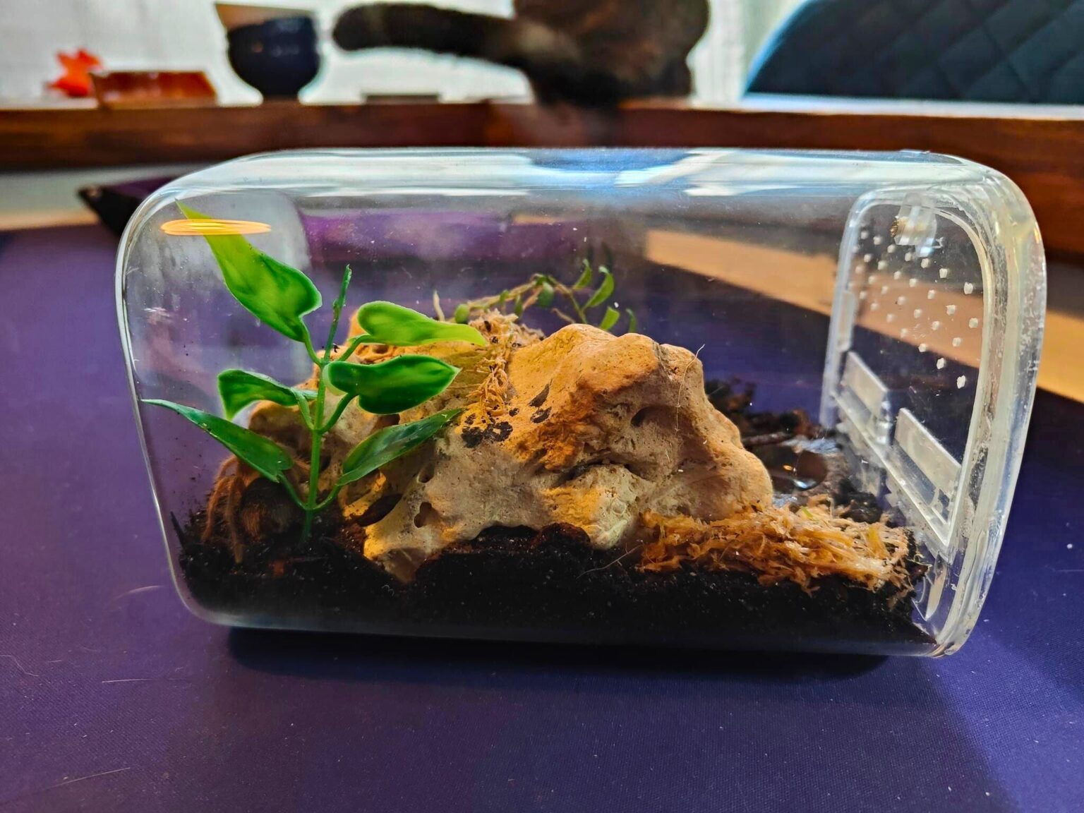 15 Terrestrial Tarantula Enclosure Ideas