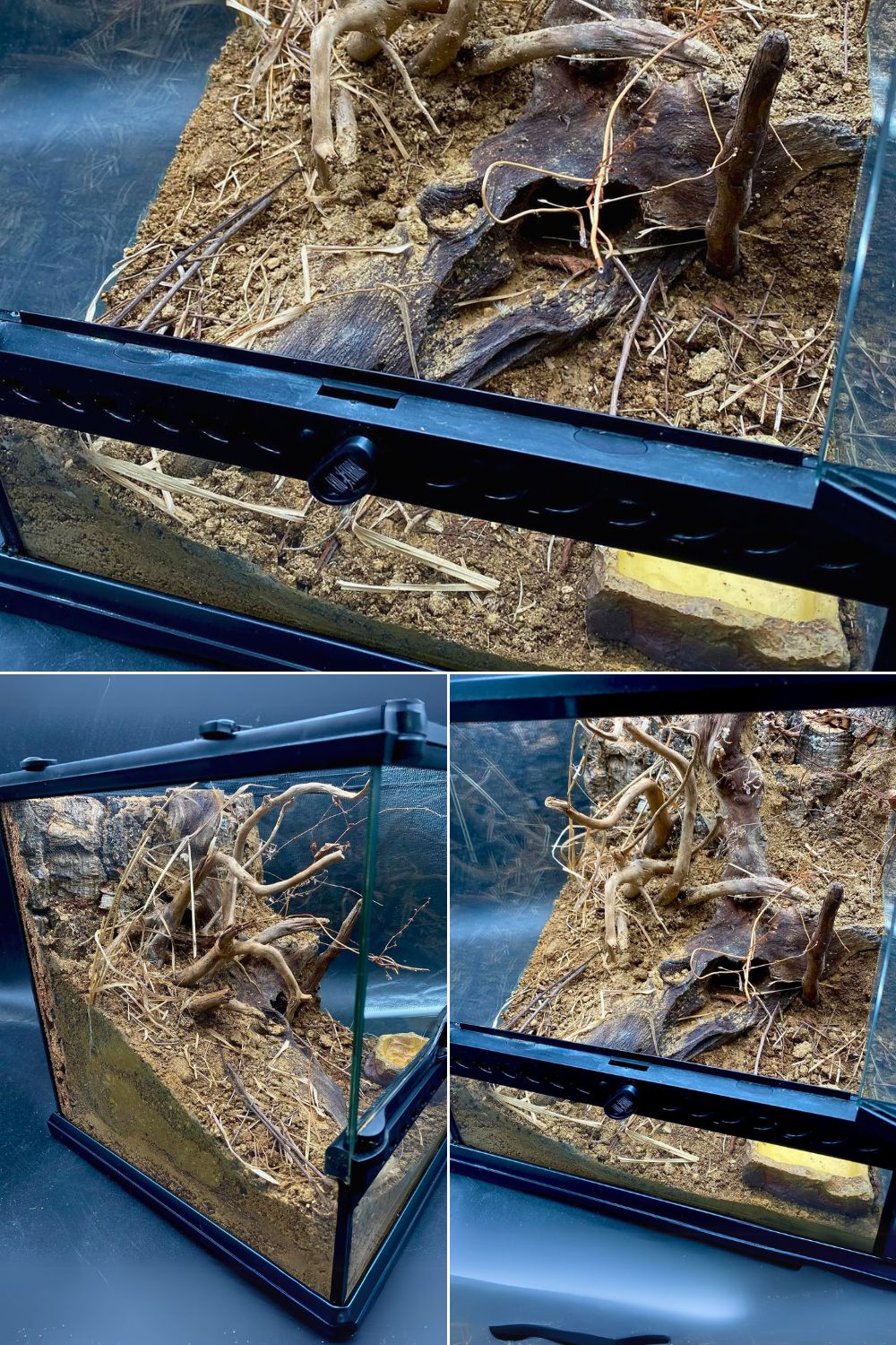 15 Terrestrial Tarantula Enclosure Ideas