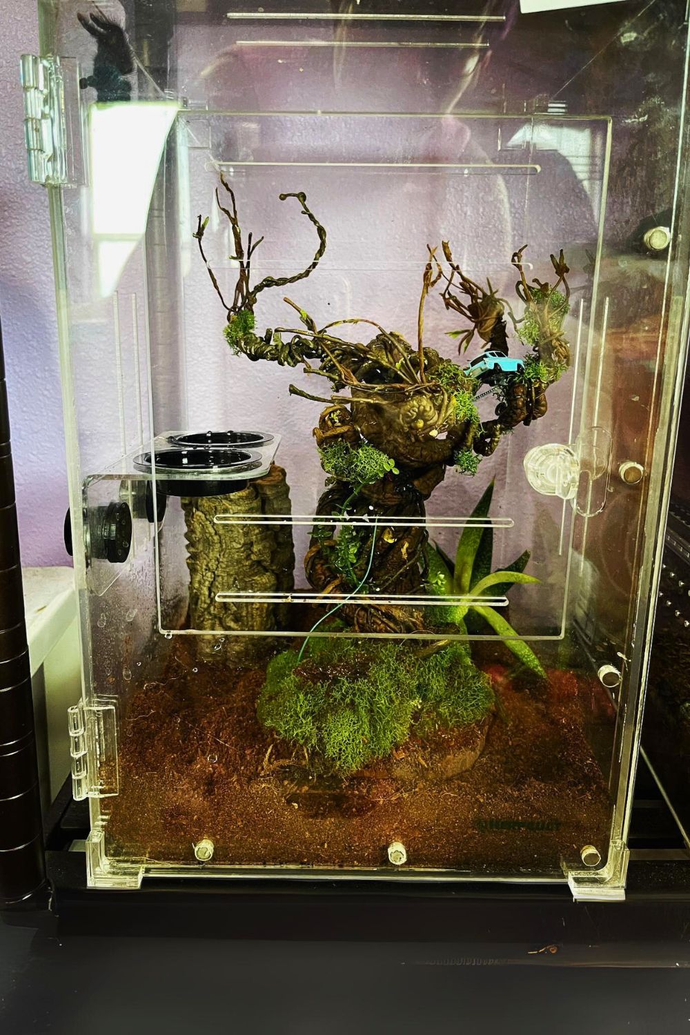 20 Arboreal Tarantula Enclosure Ideas