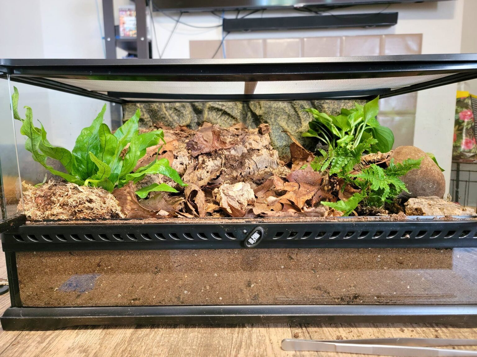 15 Terrestrial Tarantula Enclosure Ideas