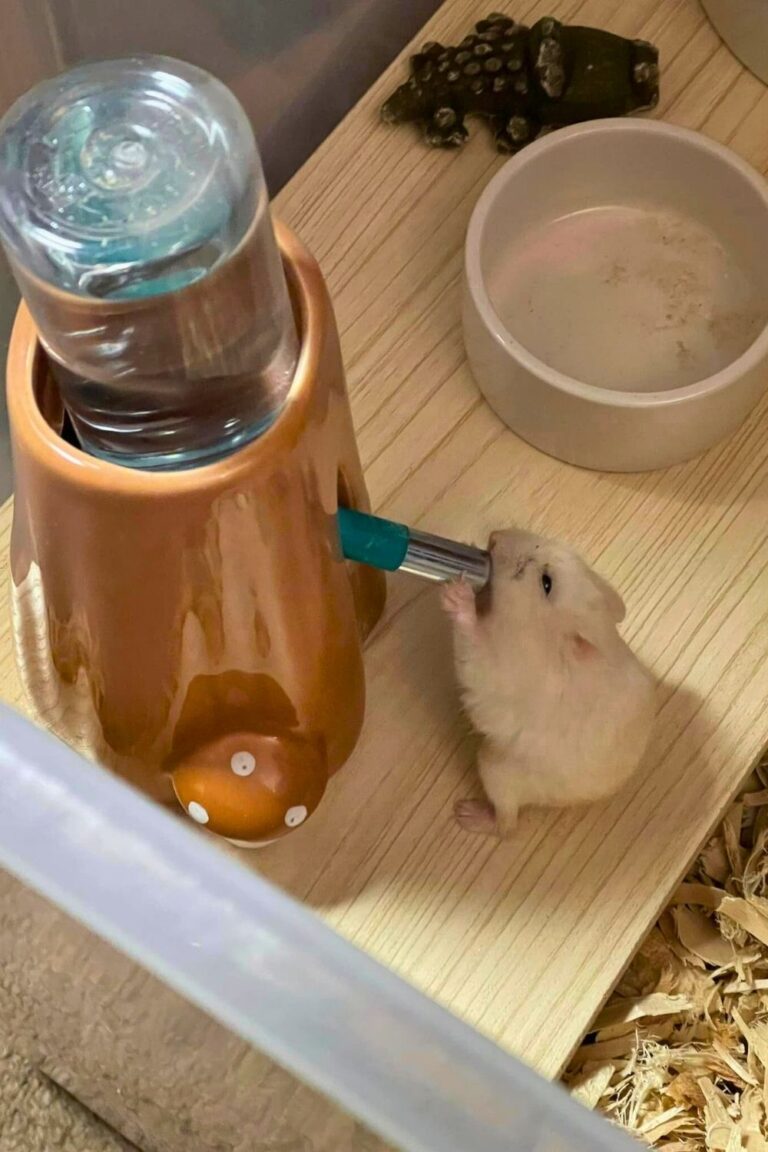 23 Fun Hamster Enrichment Ideas - ThePetEnthusiast