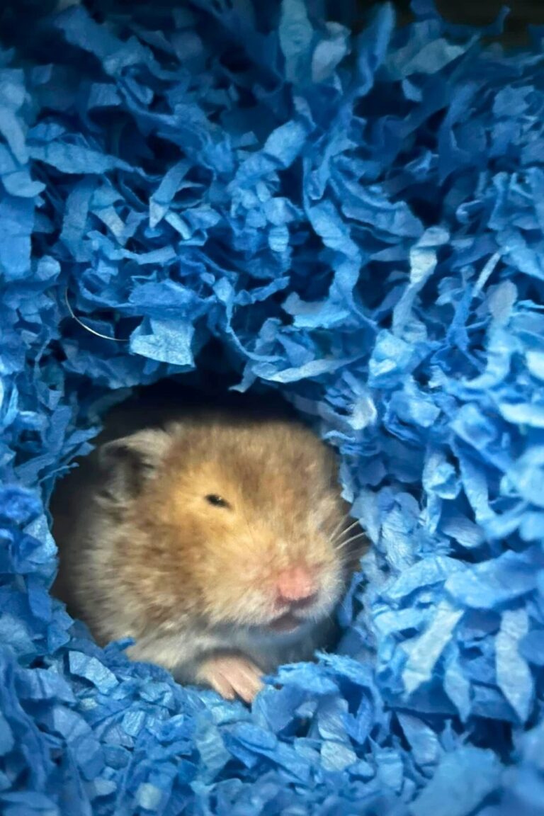 23 Fun Hamster Enrichment Ideas - ThePetEnthusiast