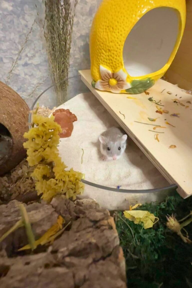 23 Fun Hamster Enrichment Ideas - ThePetEnthusiast