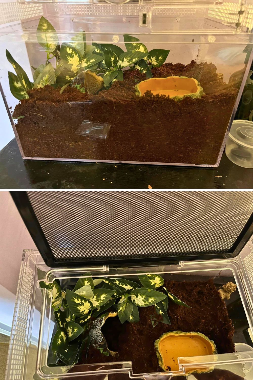 15 Terrestrial Tarantula Enclosure Ideas