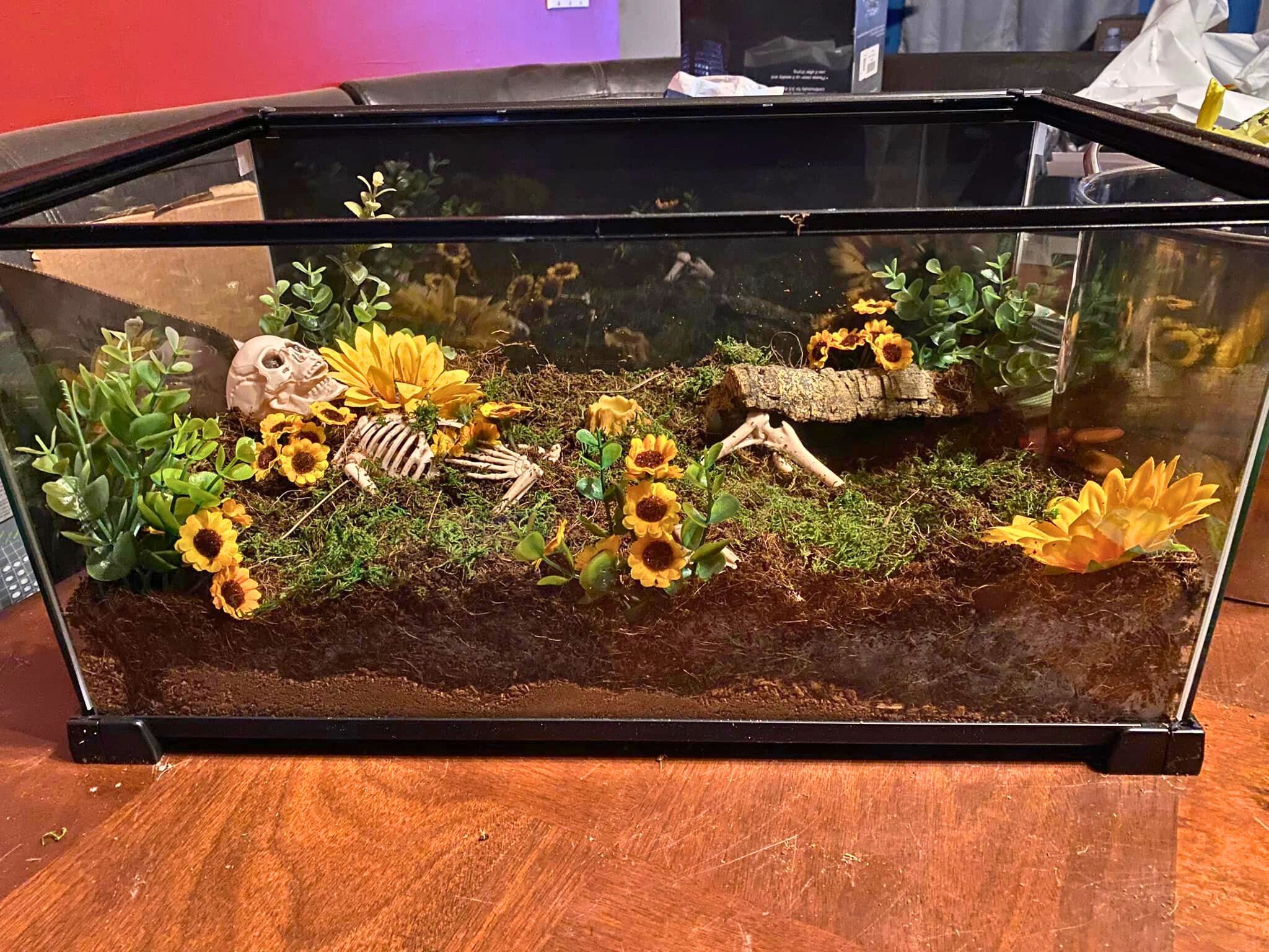 15 Terrestrial Tarantula Enclosure Ideas