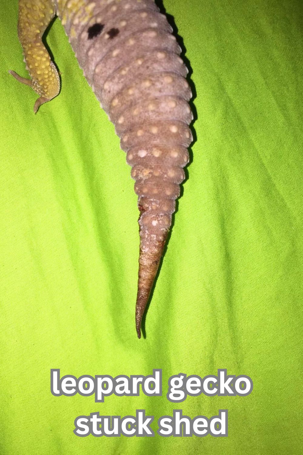 Leopard Gecko Tail Rot: Symptoms, Causes, Treatment & Prevention