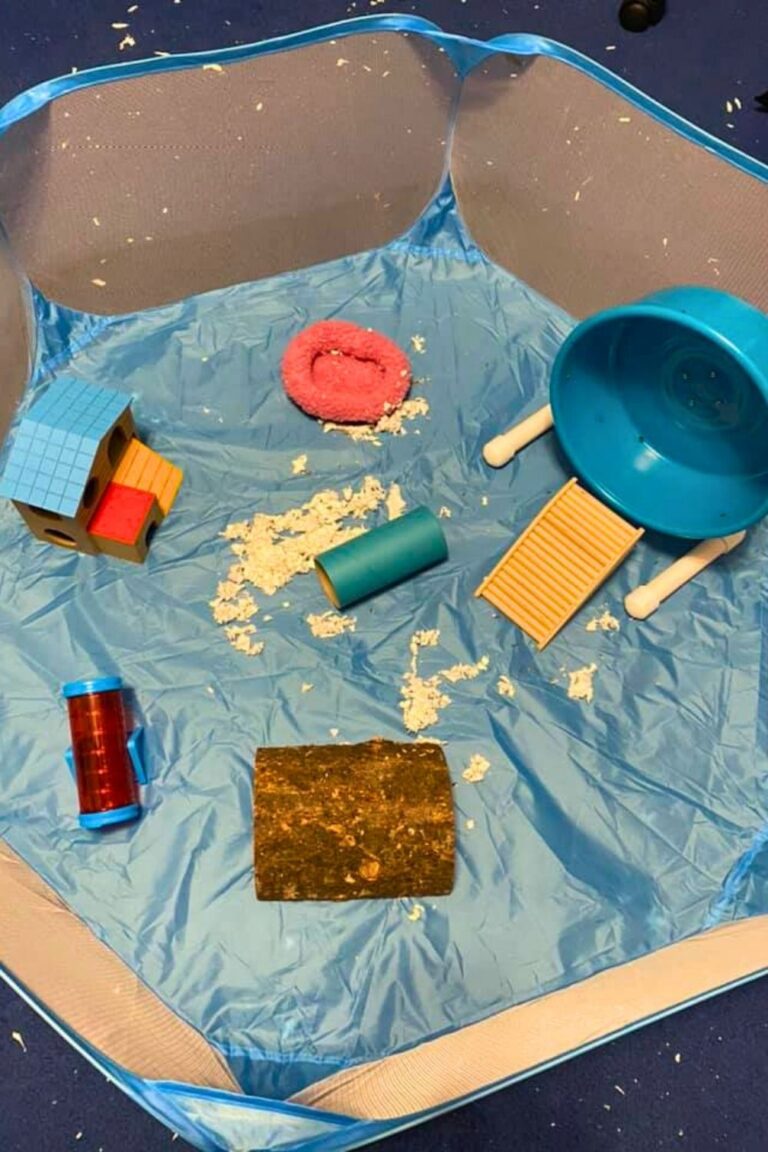 23 Fun Hamster Enrichment Ideas - ThePetEnthusiast