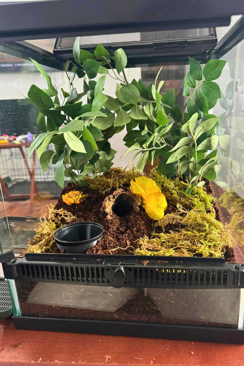 15 Terrestrial Tarantula Enclosure Ideas