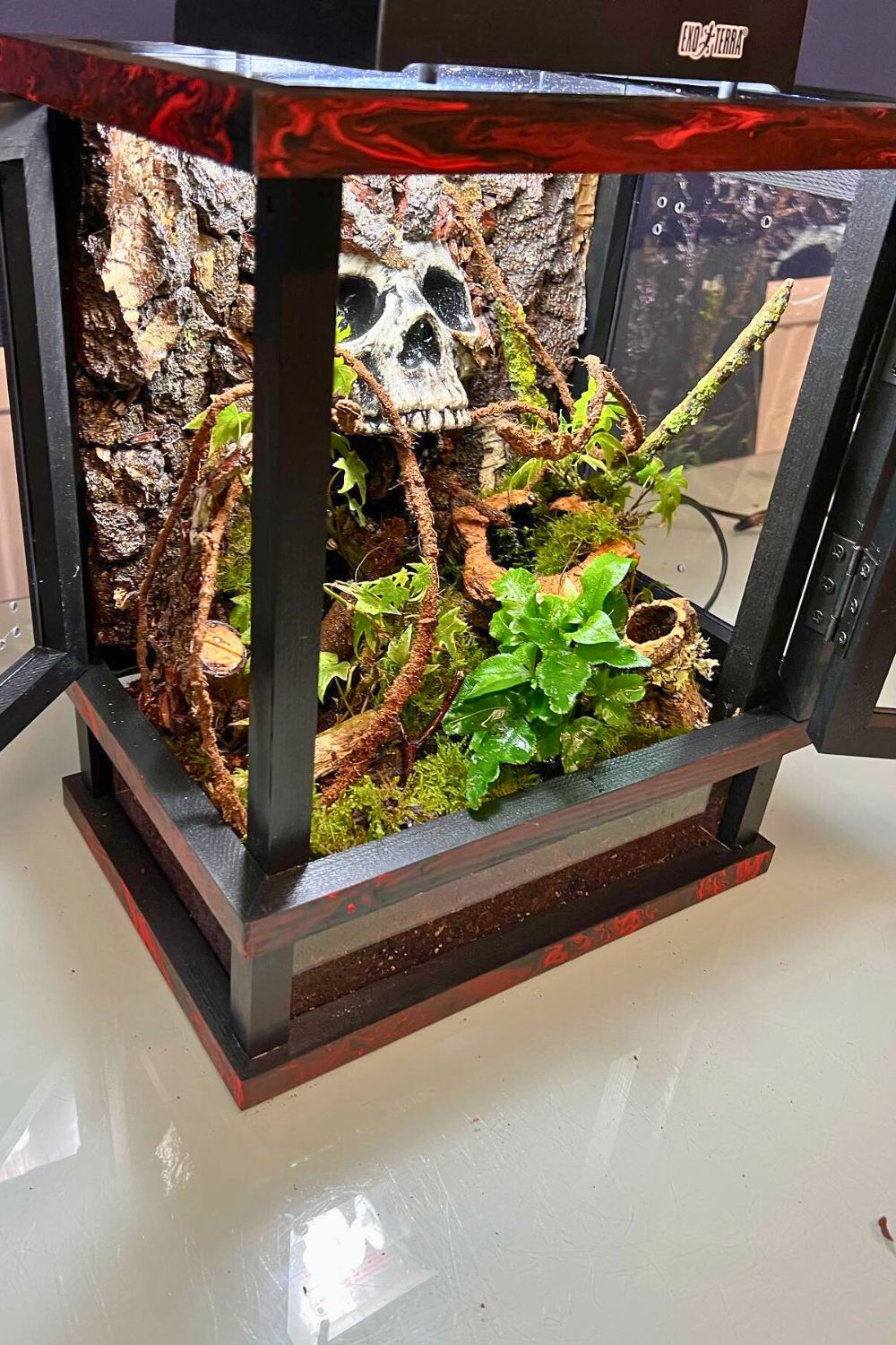 20 Arboreal Tarantula Enclosure Ideas