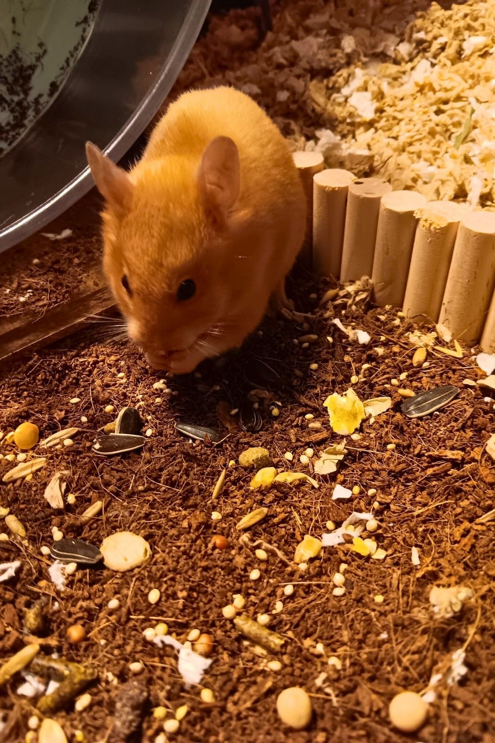 23 Fun Hamster Enrichment Ideas - ThePetEnthusiast