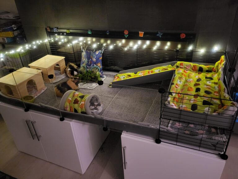 21 Creative Guinea Pig Cage Ideas - ThePetEnthusiast
