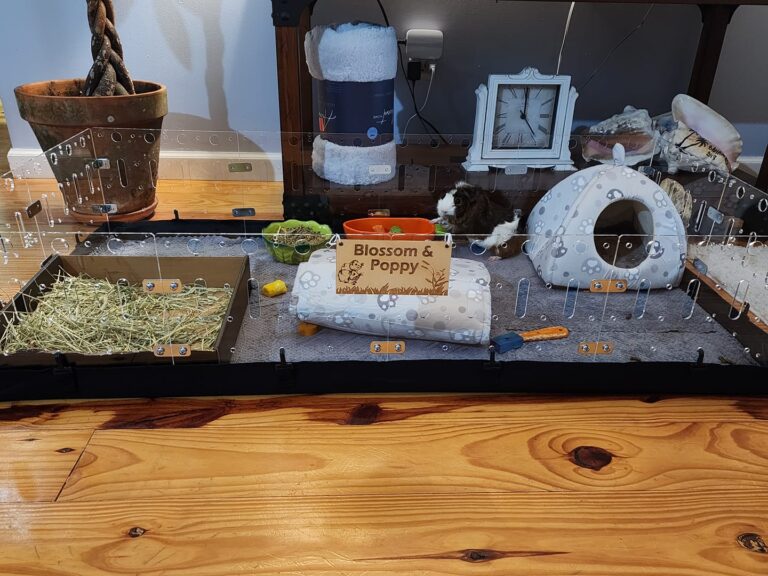 21 Creative Guinea Pig Cage Ideas - ThePetEnthusiast