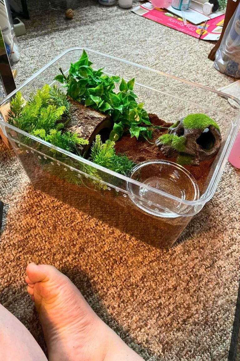 15 Terrestrial Tarantula Enclosure Ideas