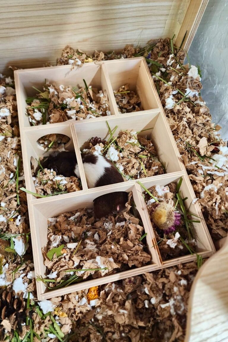 23 Fun Hamster Enrichment Ideas - ThePetEnthusiast