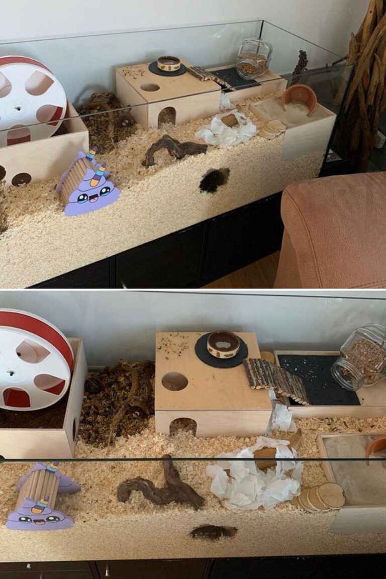 35 Amazing Hamster Cage Ideas - ThePetEnthusiast