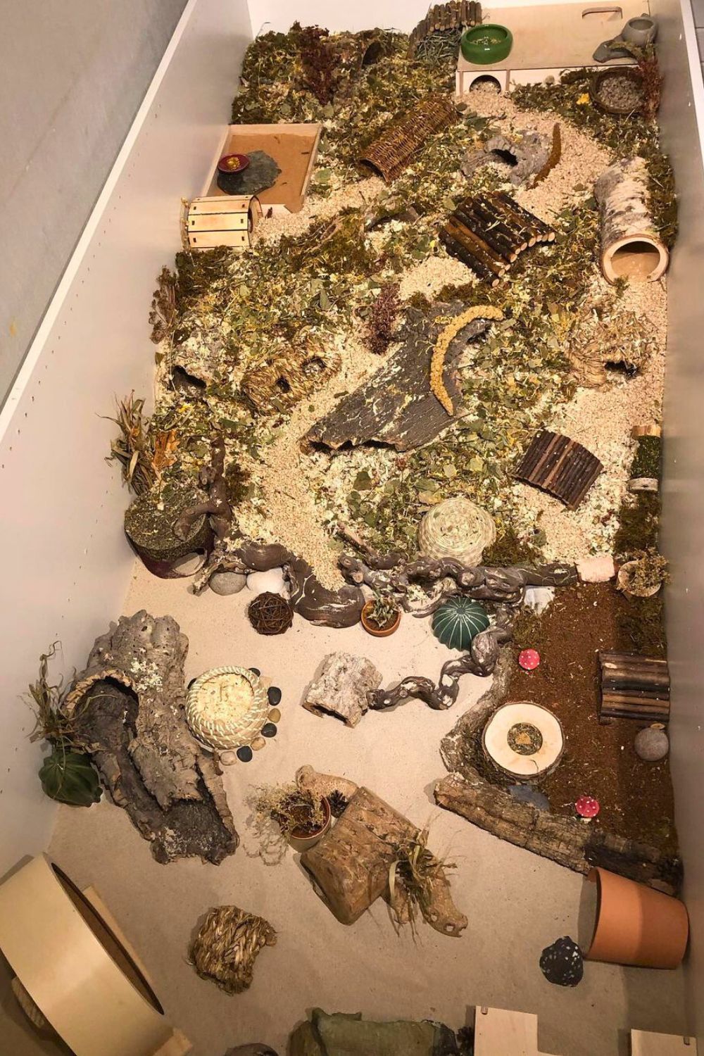 23 Fun Hamster Enrichment Ideas - ThePetEnthusiast