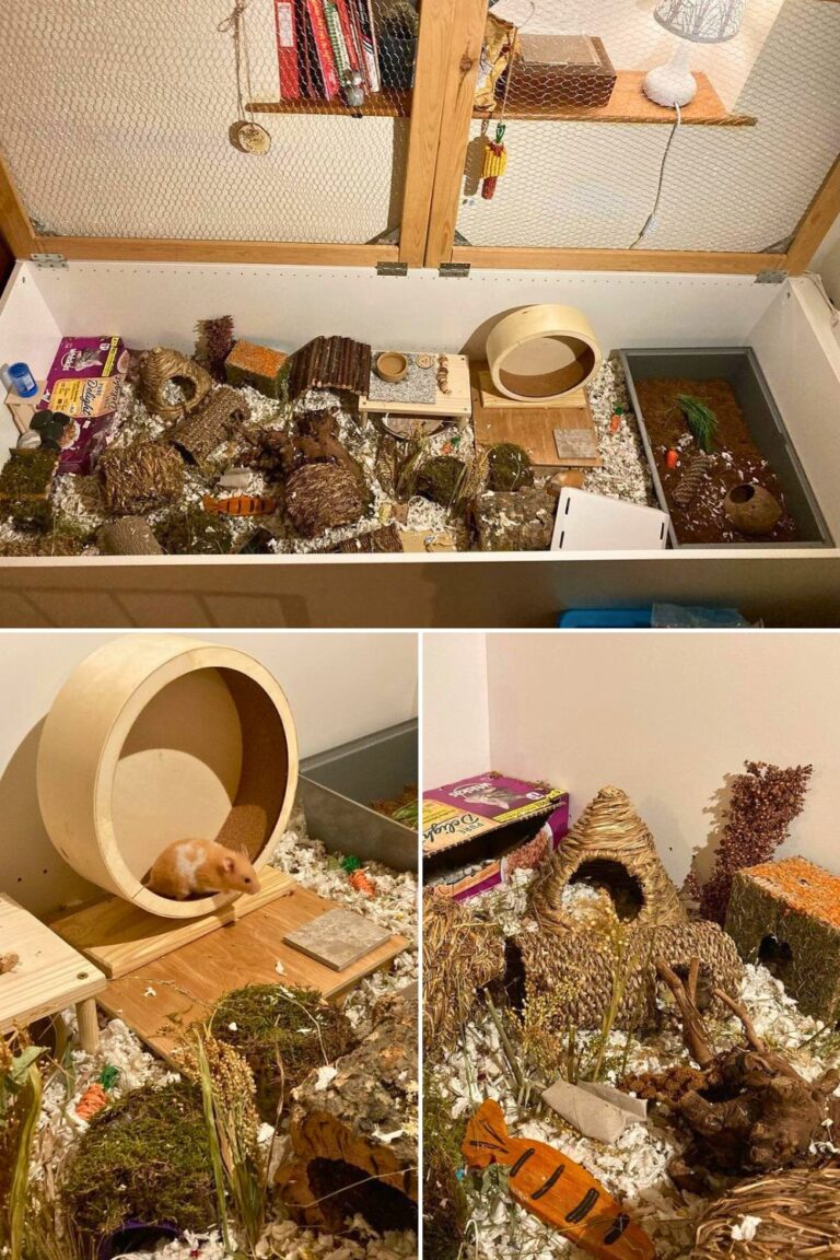 35 Amazing Hamster Cage Ideas - ThePetEnthusiast