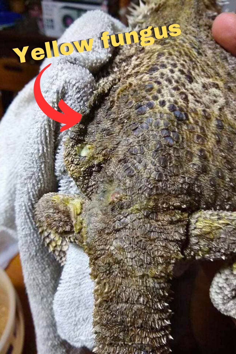 Bearded Dragon Yellow Fungus: Signs, Treatment & Prevention.
